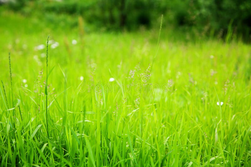 Summer grasses stock image. Image of grazing, pasture - 2696275