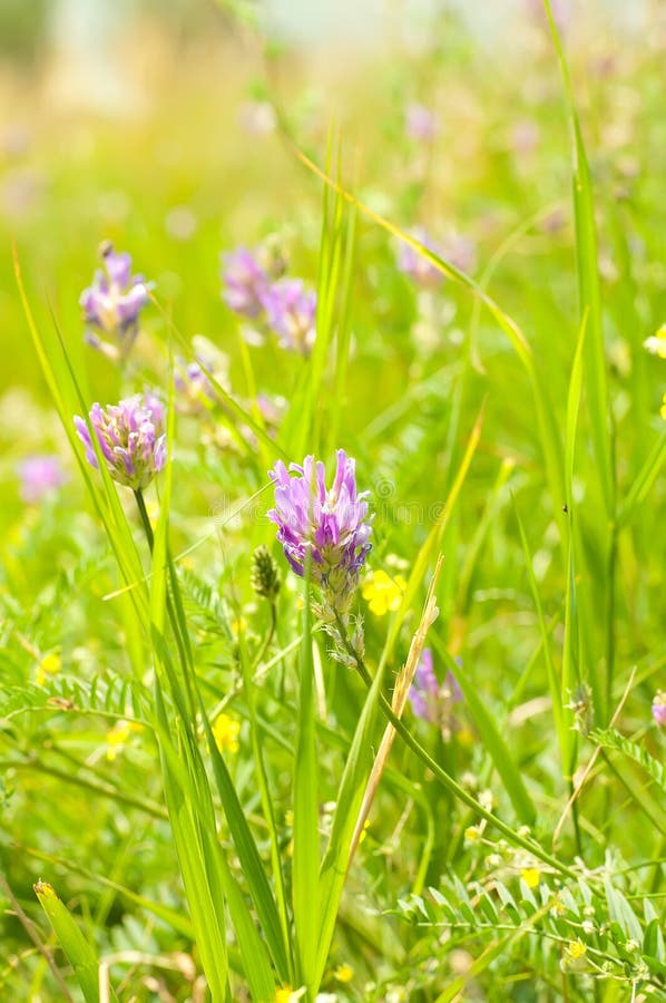 Summer grass stock photo. Image of grass, relaxation - 25531274