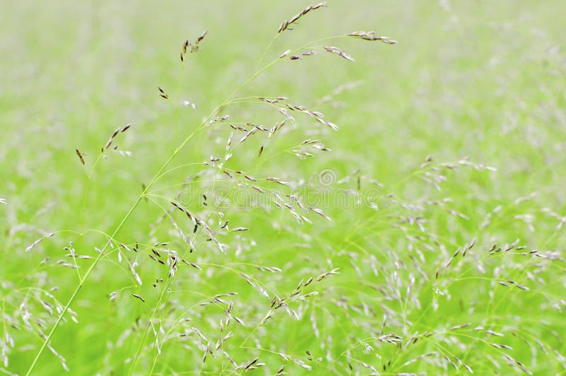 Summer Grass stock image. Image of growing, abundant - 25940911