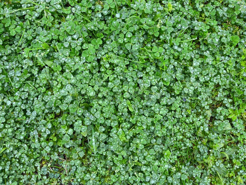 Summer Grass Background, Top View. Spring Green Grass Clover Meadow ...