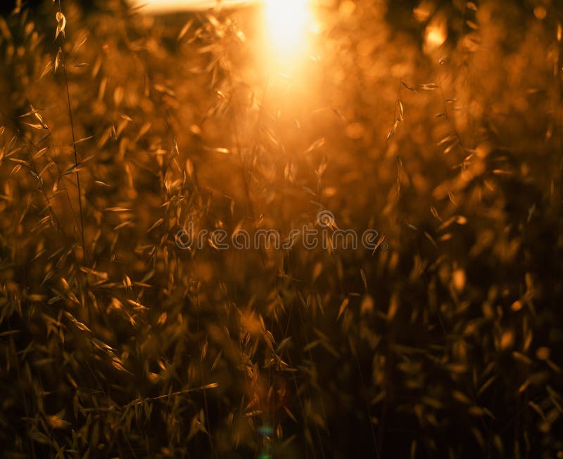 Summer Grass stock image. Image of landscapes, passed - 88382849