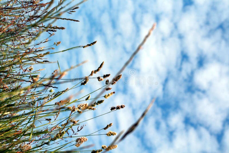 Summer grass field stock image. Image of plants, color - 5440845