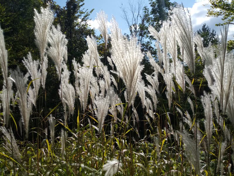 Summer stock photo. Image of beauty, summer, fronds - 160518110