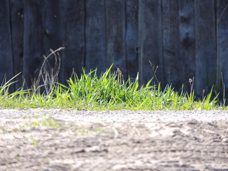 Summer grass stock image. Image of grass, ground, fence - 58676143