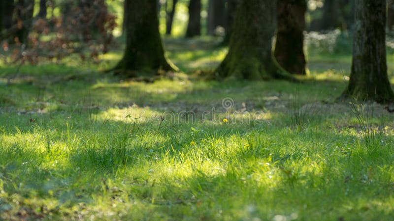 Summer grass hit by light stock photo. Image of coniferous - 187484660