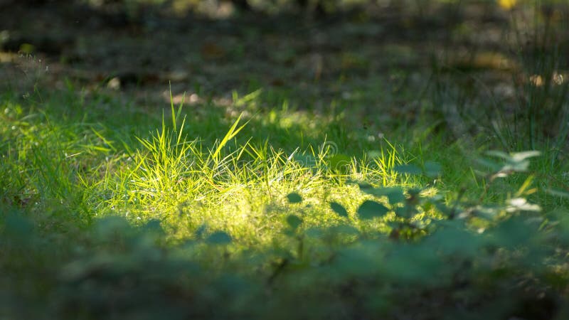 Summer grass hit by light stock image. Image of branch - 191285537