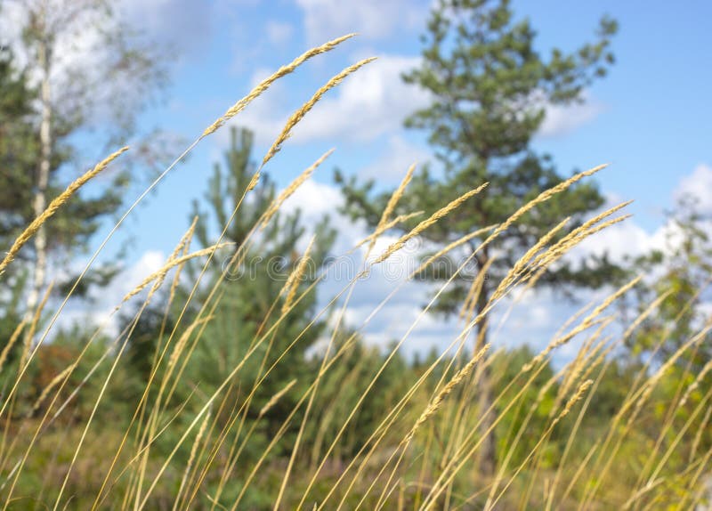 Summer Grass Swaying in the Wind Stock Photo - Image of summer, windy ...