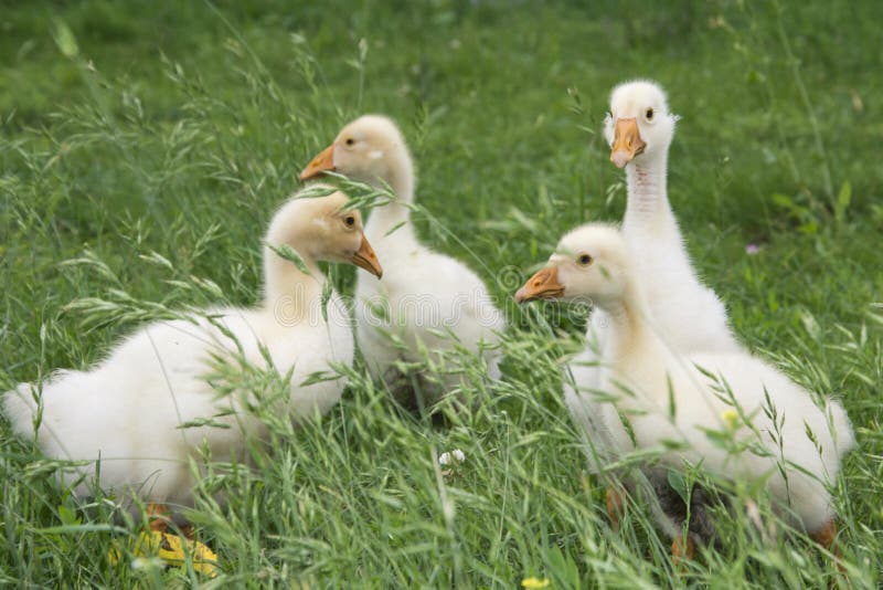 In the Summer in the Grass There are Four Small Geese. Stock Image ...