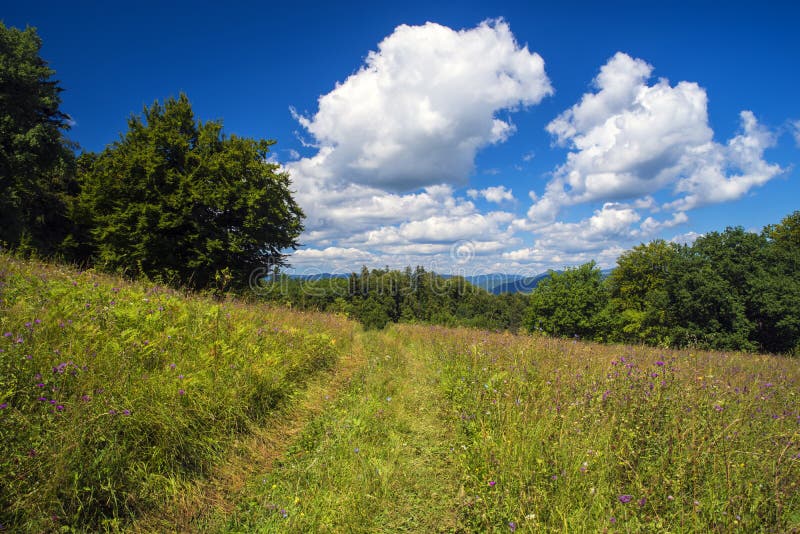 Summer Grass Way on Pasture Stock Image - Image of pathway, nature ...