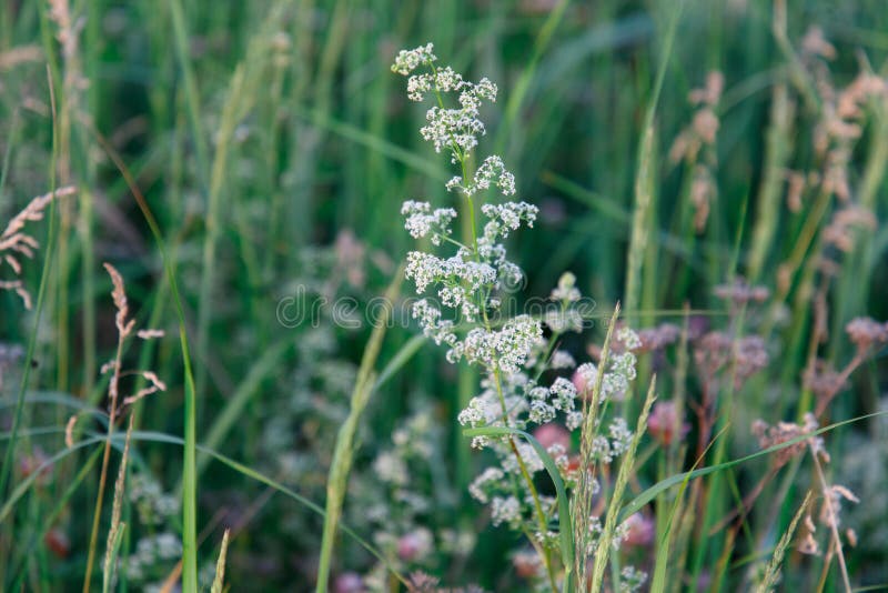 The Summer Grasses in the Field in the Summer Stock Image - Image of ...