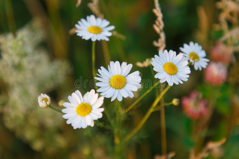The Summer Grasses in the Field in the Summer Stock Photo - Image of ...