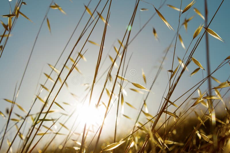 Ribbed shell heap macro stock image. Image of color, animal - 16543675