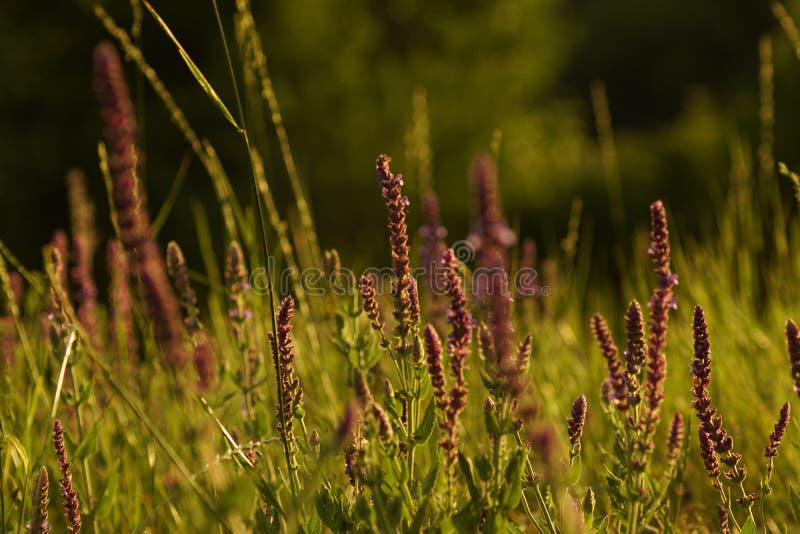 Summer grasses stock image. Image of summer, landscape - 95108981