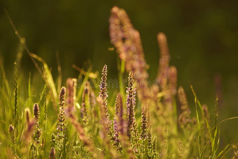 Summer grasses stock image. Image of field, russia, flower - 95109029