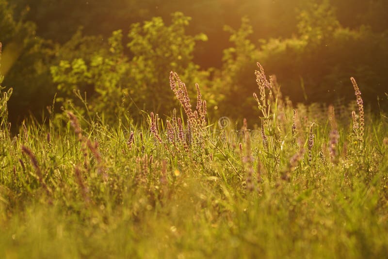 Summer grasses stock image. Image of flower, color, landscape - 95109037