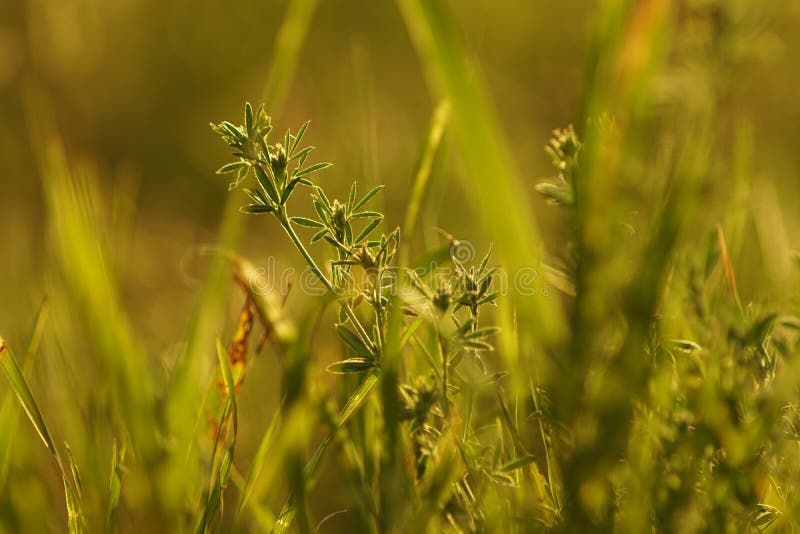 Summer grasses stock image. Image of garden, nature, russia - 95109341