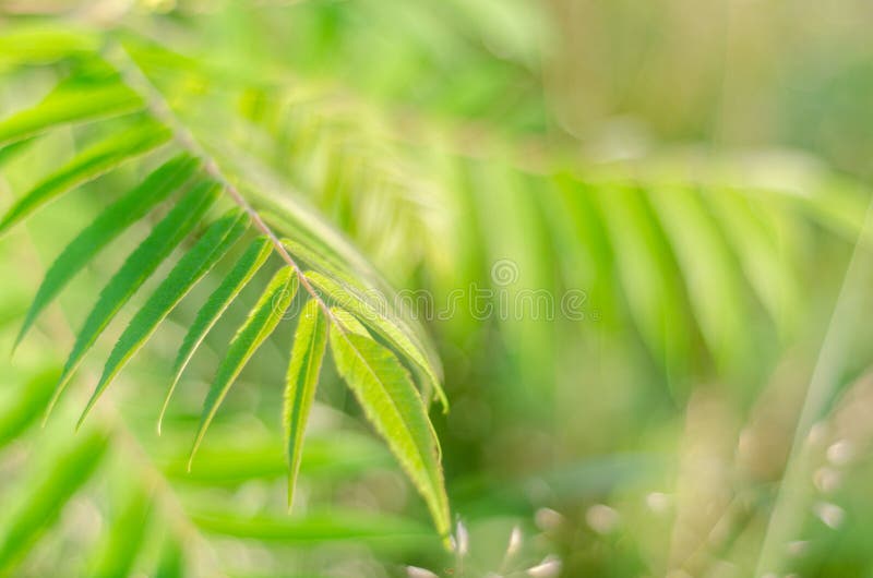 Summer Green Leaves Background Stock Photo - Image of emotion, grass ...