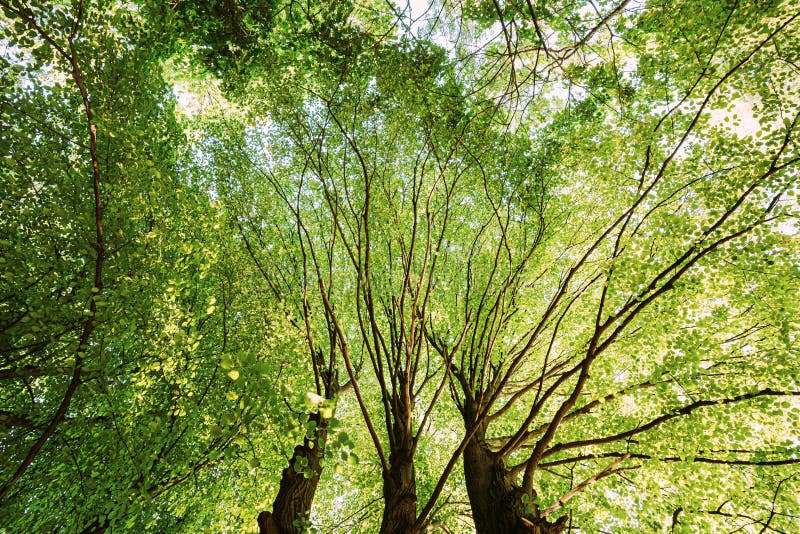 Canopy of Tall Oak Trees. Upper Branches of Tree Stock Photo - Image of ...