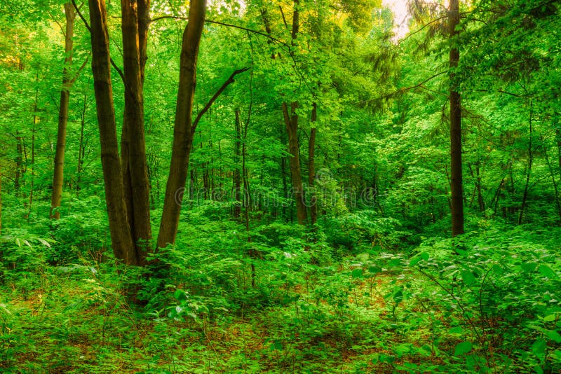 Summer Green Deciduous Forest Trees. Beautiful Nature Stock Image ...