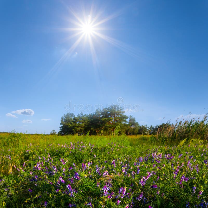 Green Field with Flowers at the Sunny Day Stock Photo - Image of petal ...