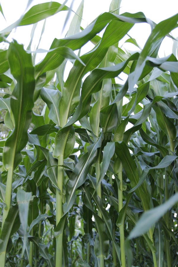 Summer field sun sky corn stock photo. Image of vegetable - 190694052