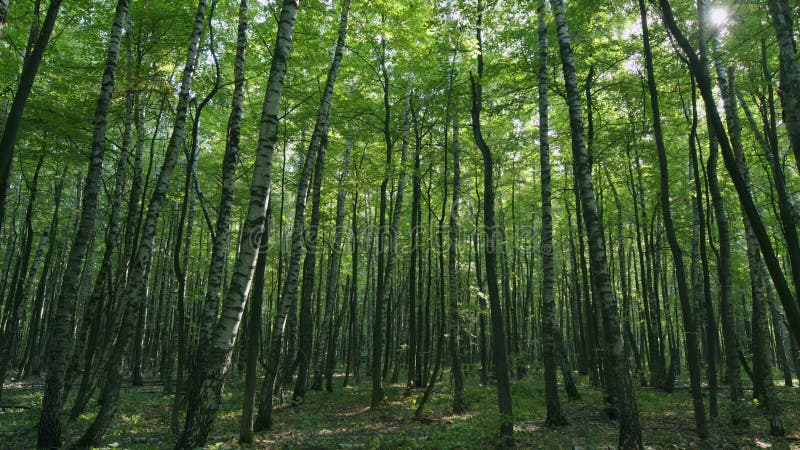 Summer Green Forest with Birch Trees. Panorama of a Green Summer Forest ...