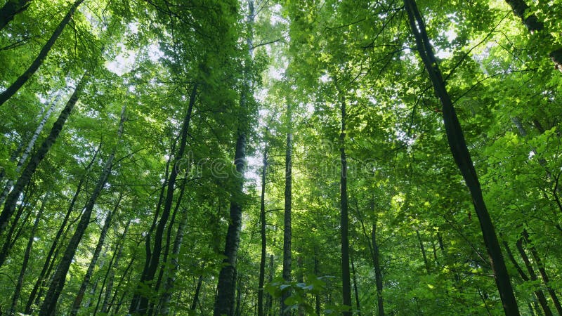 Summer Green Forest with Birch Trees. Panorama of a Green Summer Forest ...
