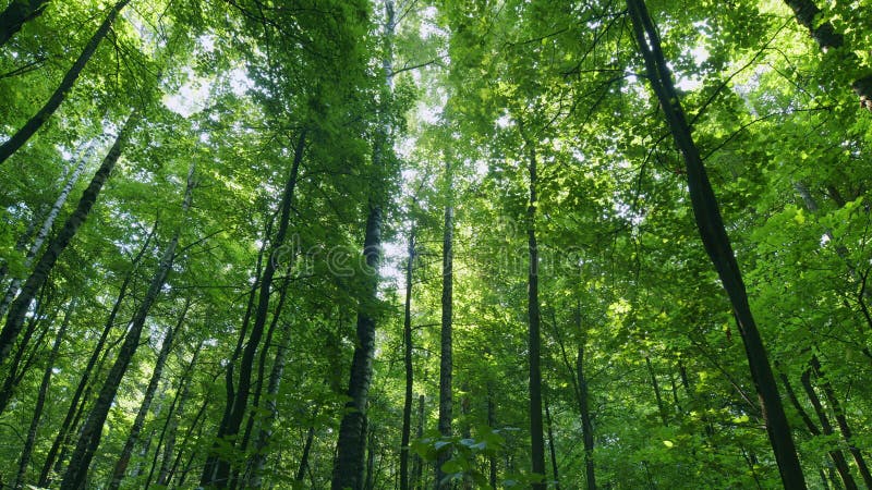 Summer Green Forest with Birch Trees. Panorama of a Green Summer Forest ...