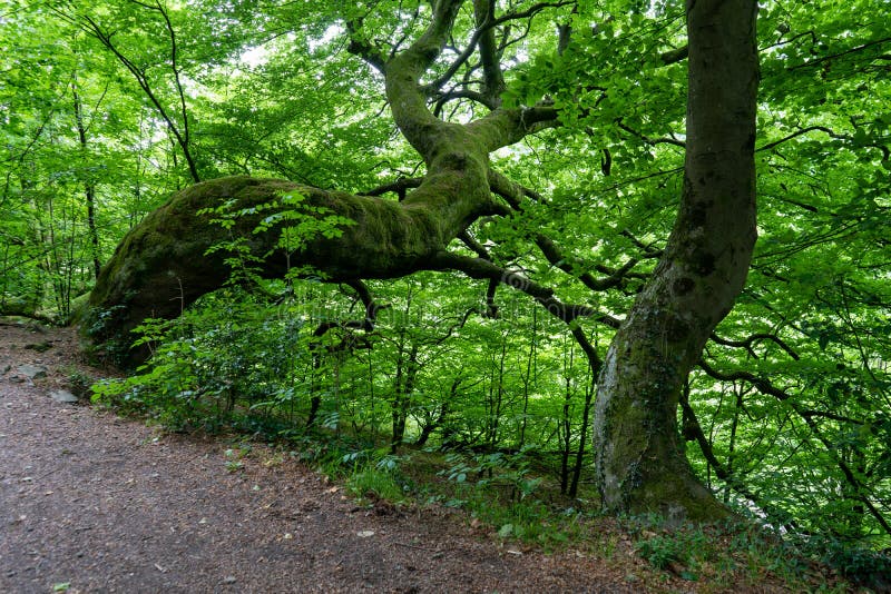Summer green forest path stock image. Image of green - 249432811