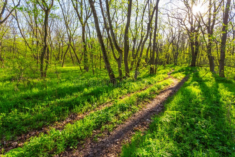 Summer green forest scene stock image. Image of season - 68756815