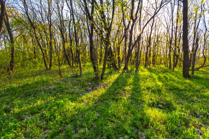 Summer green forest scene stock photo. Image of thicket - 68756954