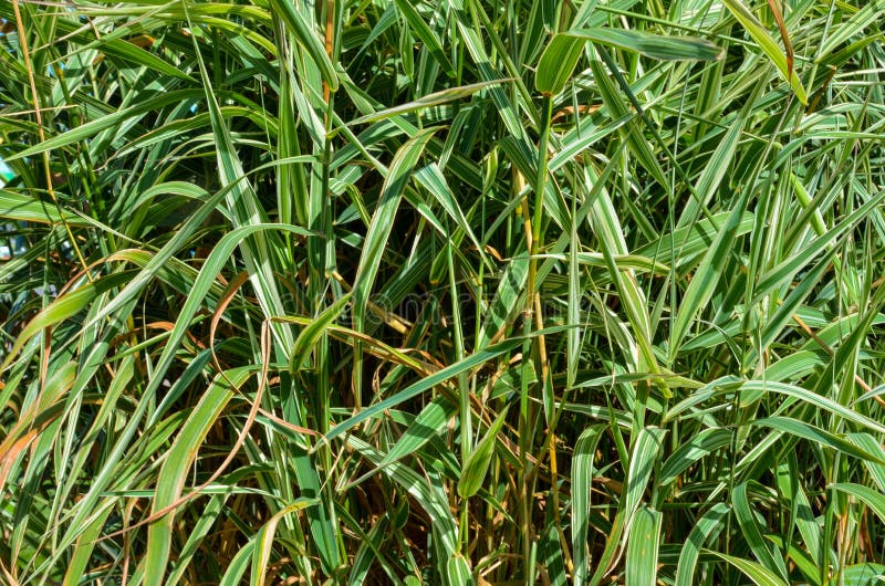 Summer Green Grass in the Field Stock Photo - Image of spring, morning ...