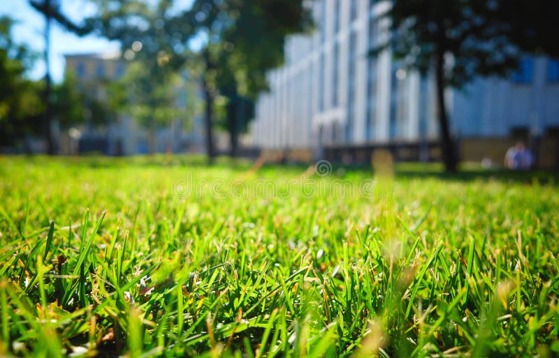 Summer Green Grass Texture Backdrop Stock Image - Image of dramatic ...