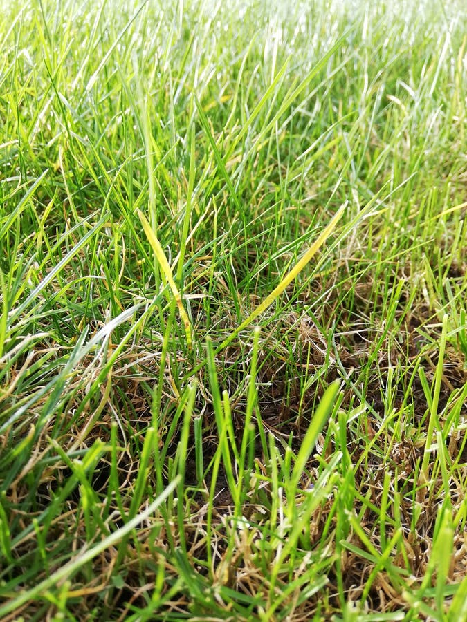 Summer Green Grass Short Long Nature Stock Photo - Image of short ...