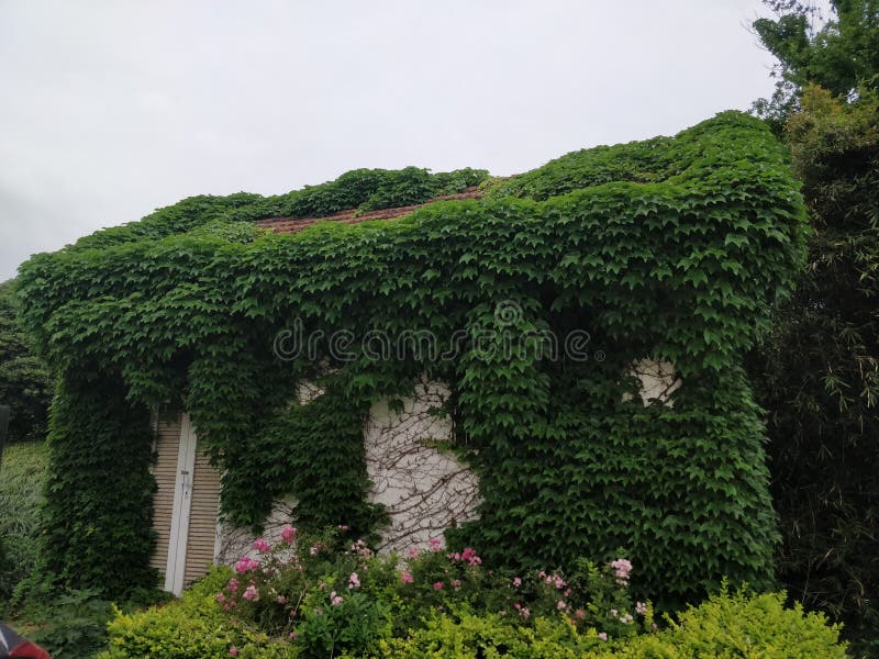 A Natural Beautiful House Covered in Creeper Stock Image - Image of ...