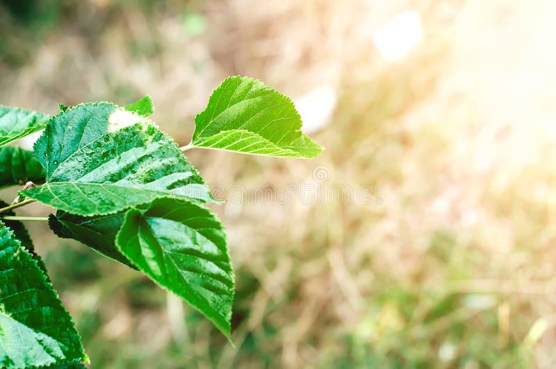 Summer Green Leaves on Background Stock Photo - Image of environment ...