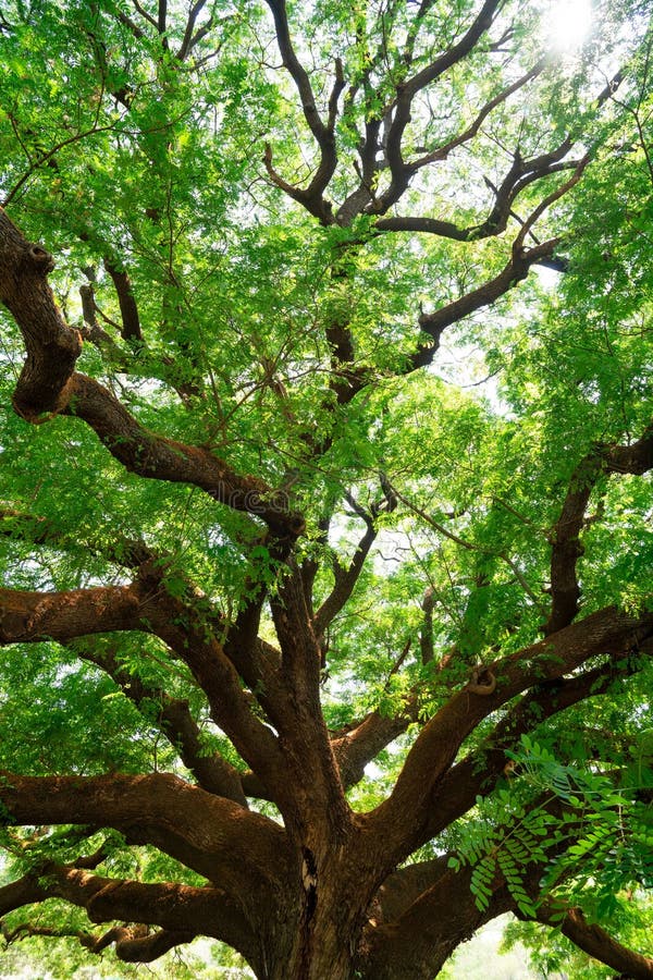 Summer Green Leaves ,forest Trees. Nature Green Leaf and Tree Branch ...