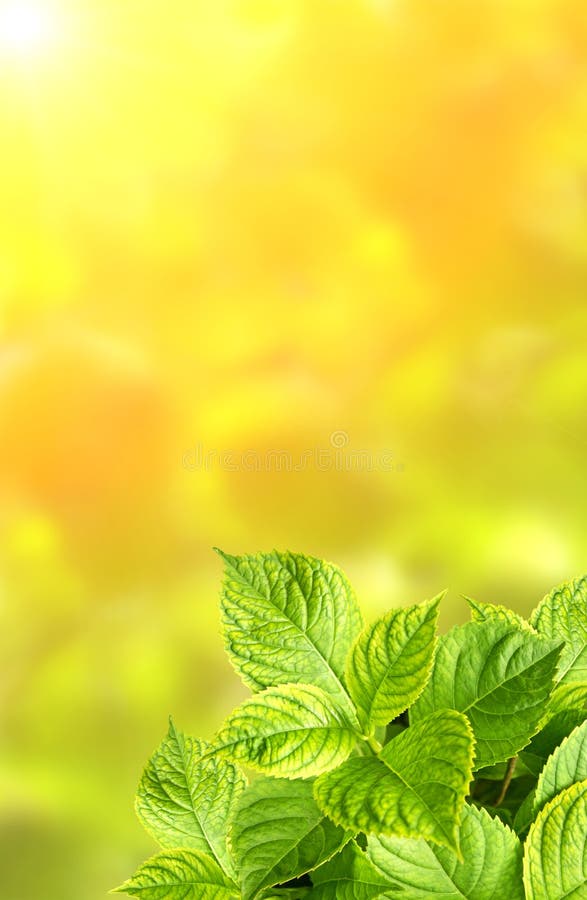 Summer Green Leaves of Hydrangea Stock Image - Image of pasture, leaves ...