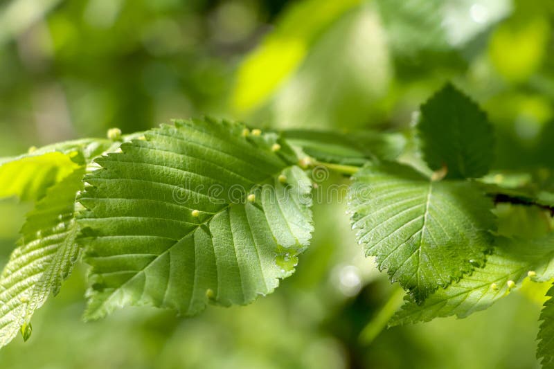 Summer Green Leaves in Macro Style. Green Leaves in Summer Day. Stock ...
