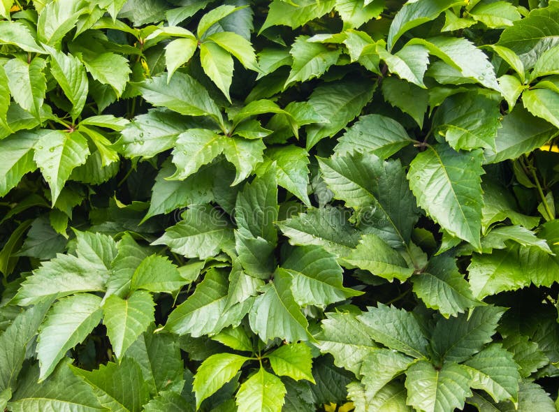 Summer Green Leaves after Rain. Stock Image - Image of color, herb ...