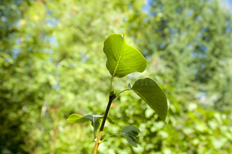 Summer Green Lilac Bush. Leaves Background, Nature Texture Stock Image ...