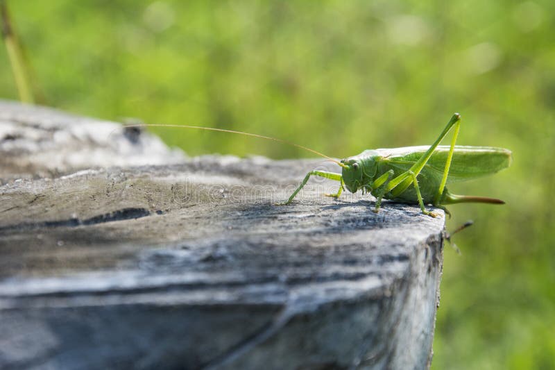 In Summer, a Green Locust Sits on a Stump Stock Photo - Image of ...