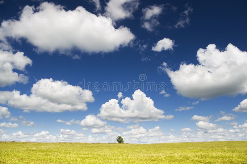 Summer green meadow. stock image. Image of landscape - 24591057