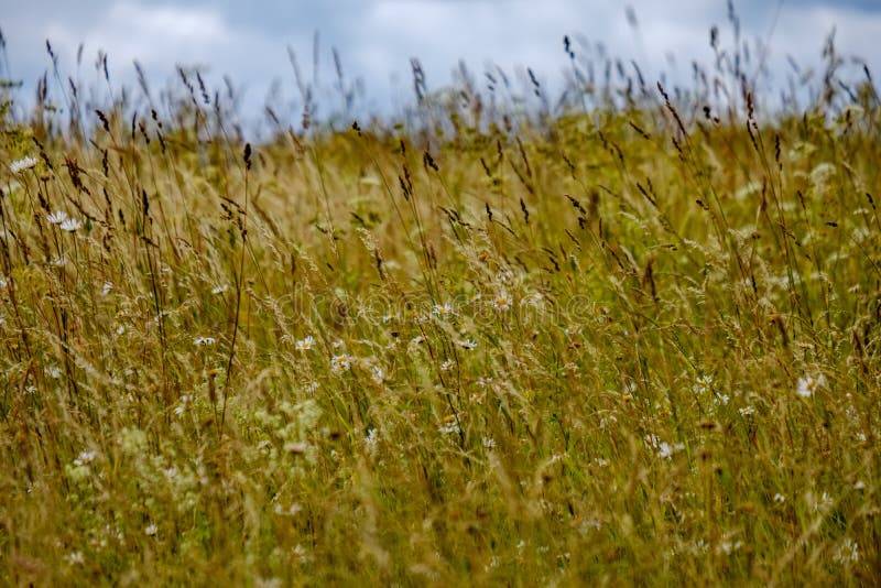 Summer Green Meadow with Abstract Pattern from Grass and Flowers. Sunny ...