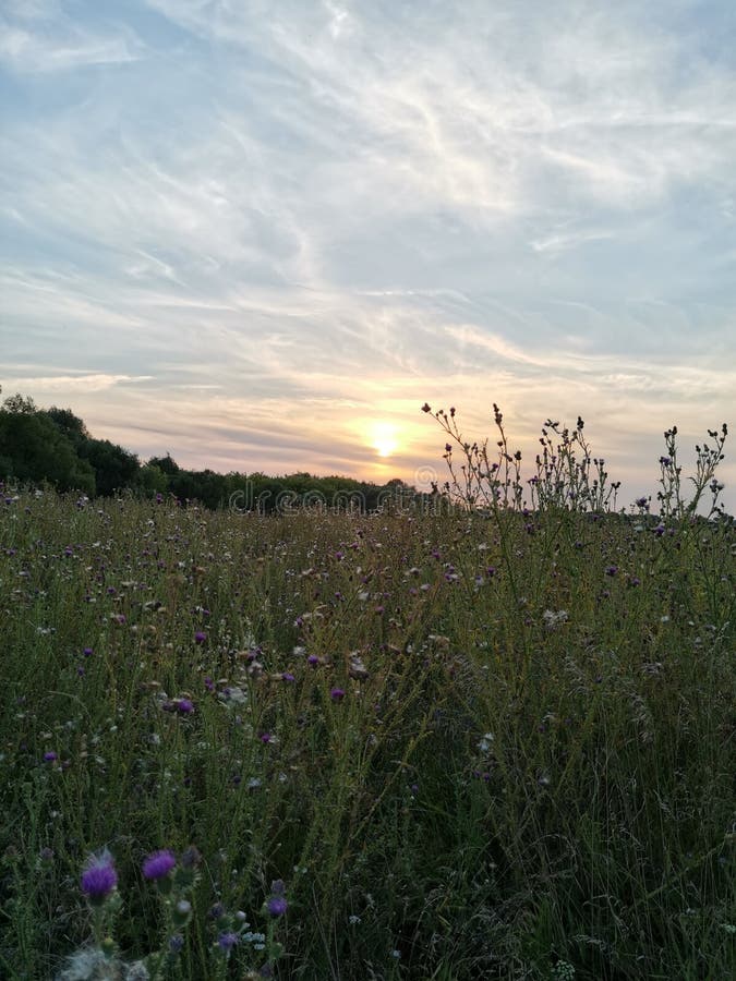 Summer Green Meadow and Setting Sun in Blue Sky Stock Image - Image of ...