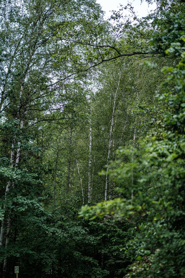 Summer Green Mixed Tree Forest with Green Grass Foliage Stock Image ...