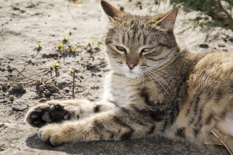 In Summer, on the Ground Sleeping Cat. Stock Image - Image of animal ...