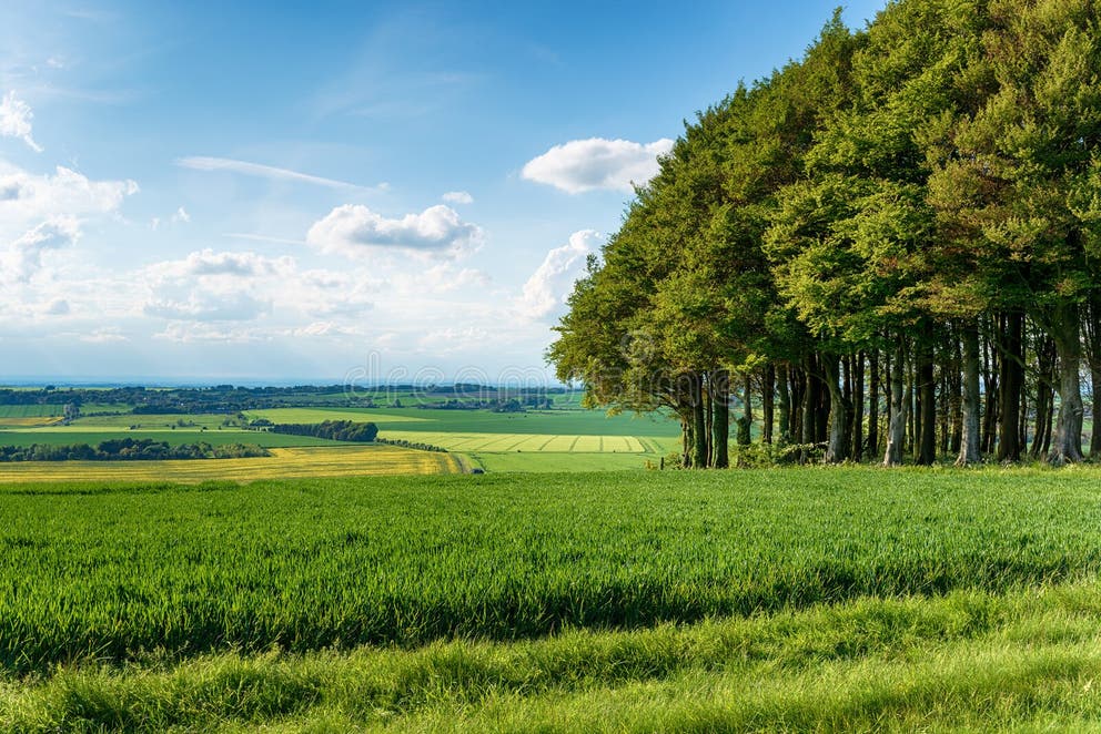 Summer on Hackpen Hill stock image. Image of picturesque - 154770095