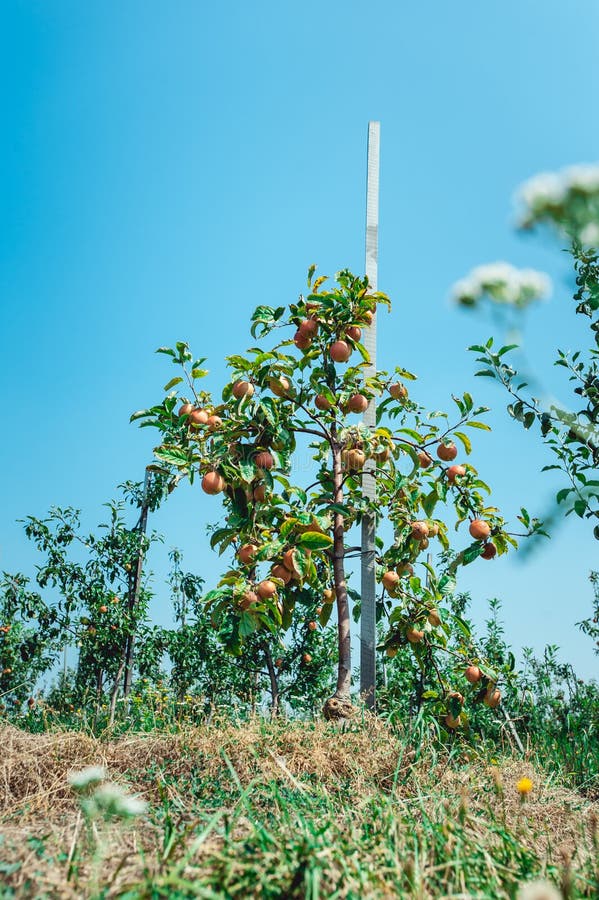 Summer Harvest Of Apples. Young Apple Orchard, Rows Of Trees Stock ...