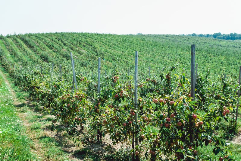 Summer Harvest of Apples. Young Apple Orchard, Rows of Trees Stock ...